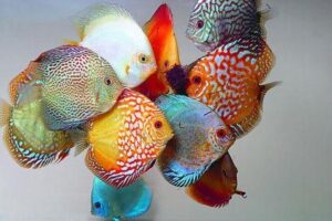 The Ultimate Guide to Breeding Discus Fish: A Step-by-Step Approach ...