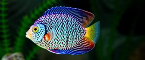 The Ultimate Guide to Breeding Discus Fish: A Step-by-Step Approach ...