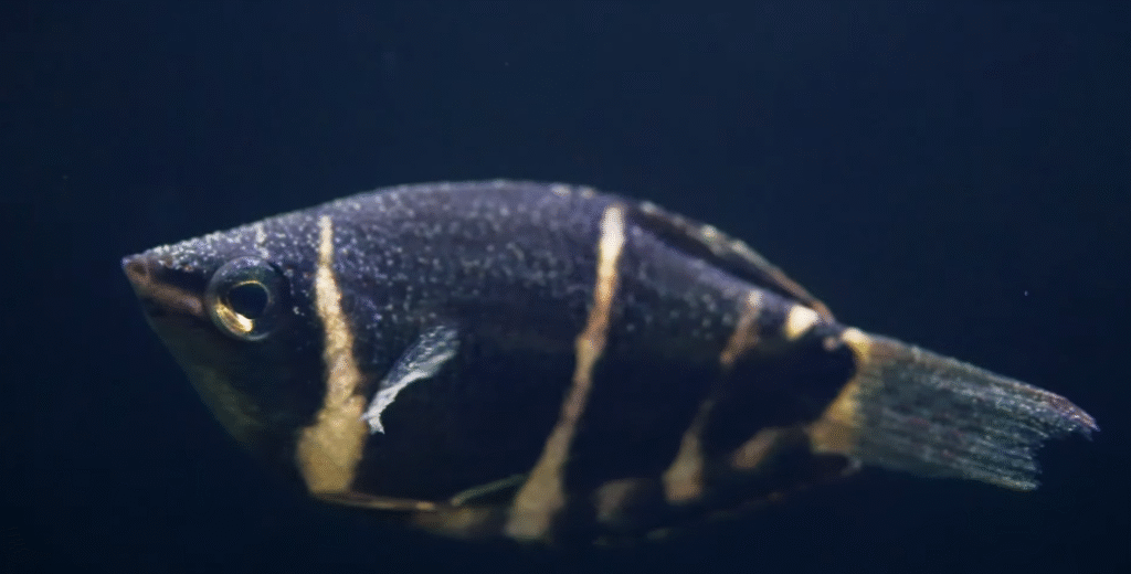 How to Treat & Prevent Fin Rot in Fish – the Fish Tank Corner