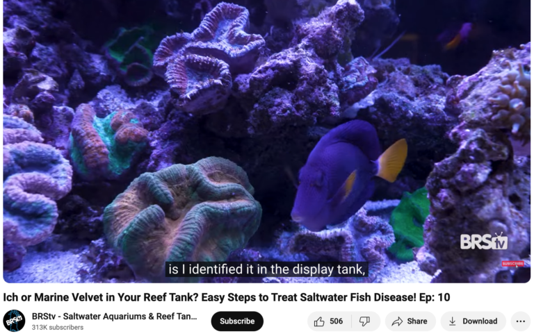 Ultimate Guide to Treating and Preventing Ich in Your Aquarium – the ...