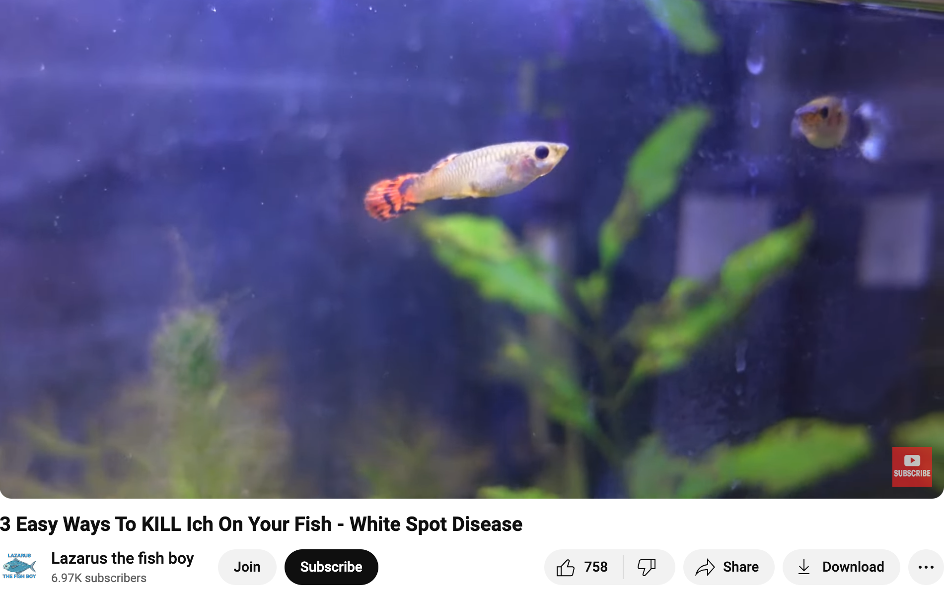 Ultimate Guide to Treating and Preventing Ich in Your Aquarium – the ...