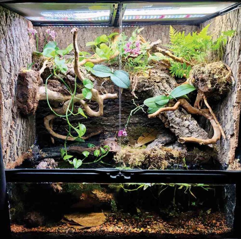 Building a Paludarium for Dart Frogs and Fish – The Ultimate Guide ...