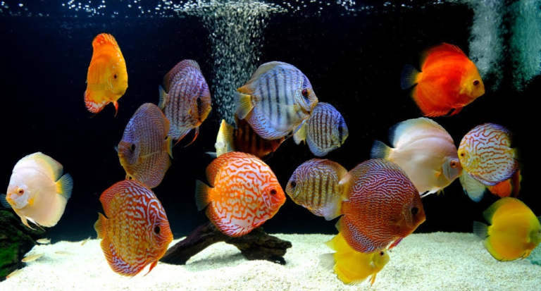 The Ultimate Guide to Breeding Discus Fish: A Step-by-Step Approach ...