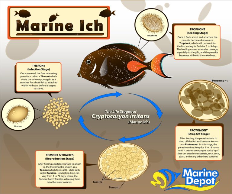 Ultimate Guide to Treating and Preventing Ich in Your Aquarium – the ...