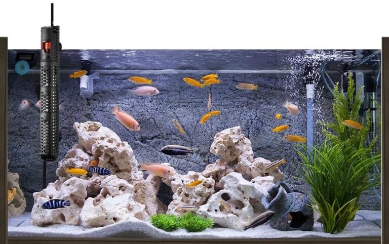 Best Aquarium Heater? We Compare Two Top Models! – the Fish Tank Corner