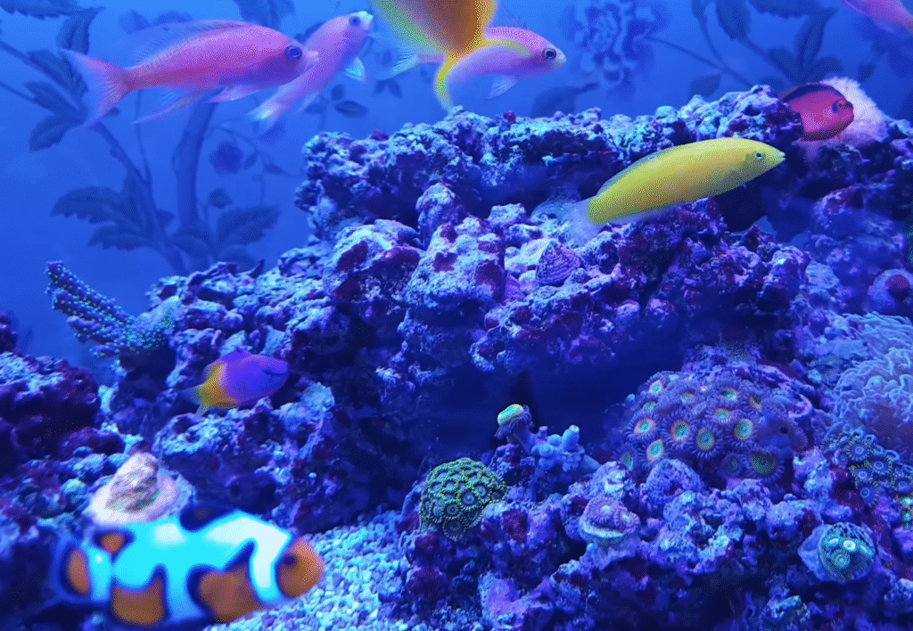 Top 5 Beginner-Friendly Saltwater Fish That Won’t Drive You to Therapy ...